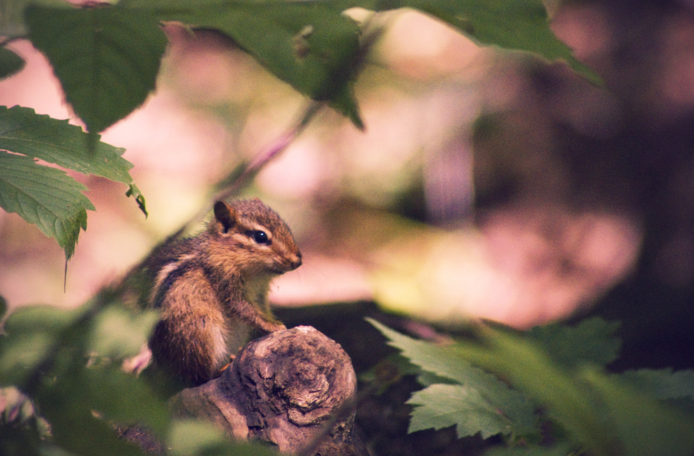 Geode State Park, an Iowa State Park located near Burlington, Fort ...